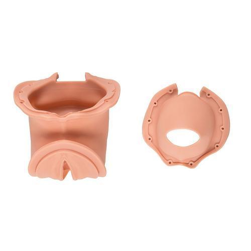 Order 1020343 by 3B Scientific Birth Canal and Cervix Model - US Mega Store