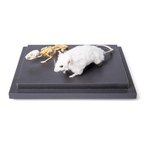 Order 1021039 by 3B Scientific Mouse and Mouse Skeleton Model ...